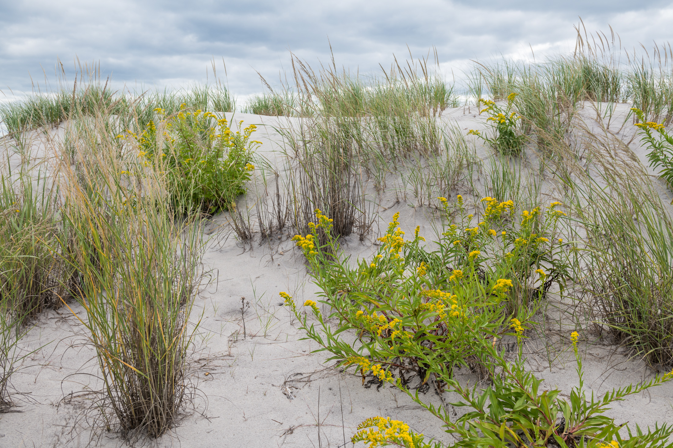 What Is Greensand And How To Use It? - PlantCareToday - ReportWire