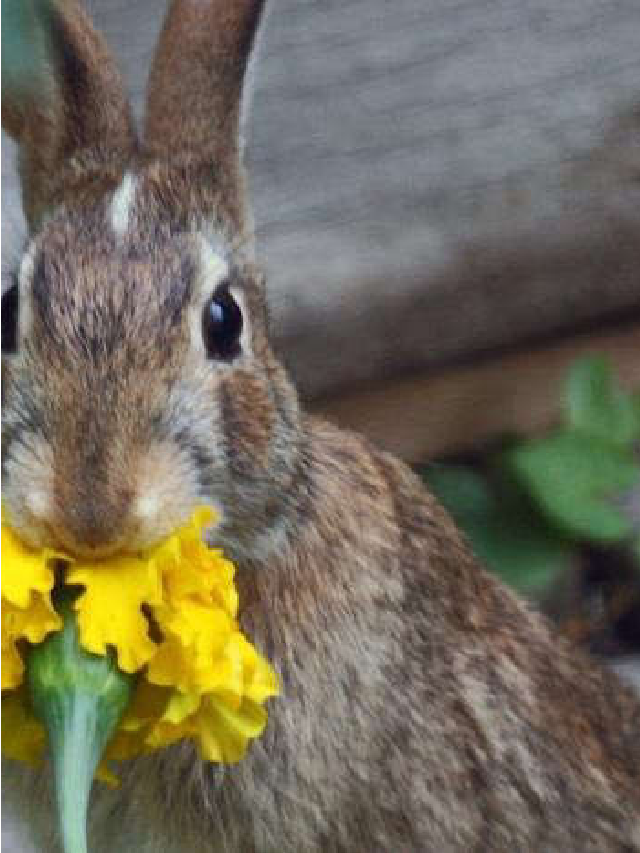 10 Easy Pieces: Humane Ways to Outwit Varmints - Gardenista Web Story ...