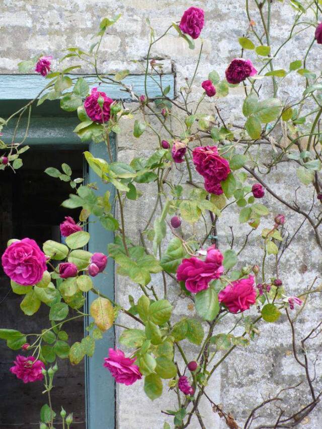 5 Favorites: A Rose for All Regions, Northern California Edition ...