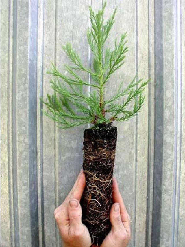 A (Tiny) Giant Sequoia Tree - Gardenista Web Story - Gardenista