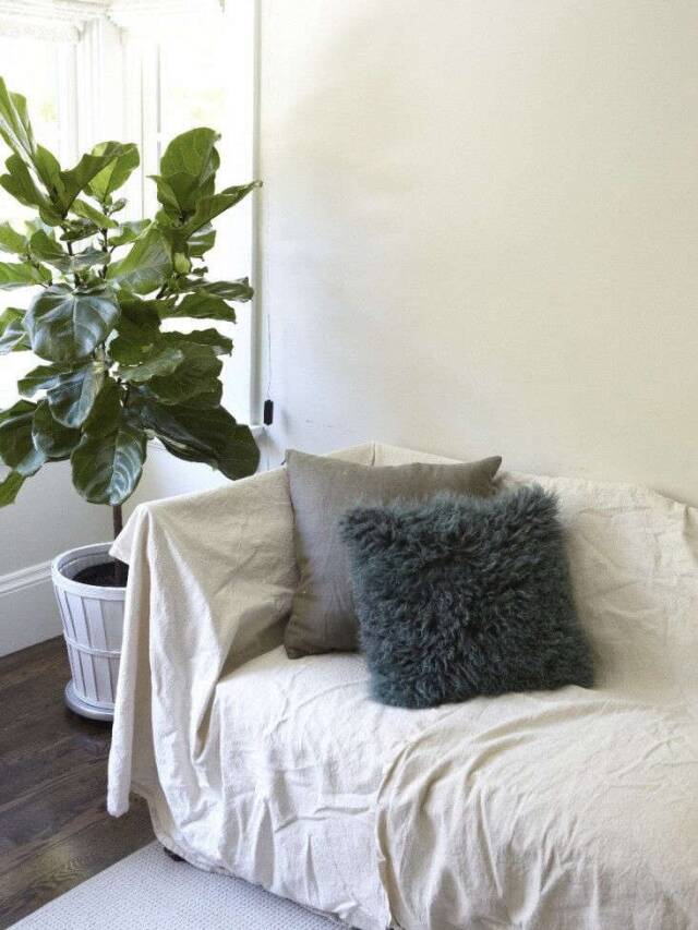 Current Obsessions: Fiddle Leaf Fig Trees - Gardenista Web Story ...