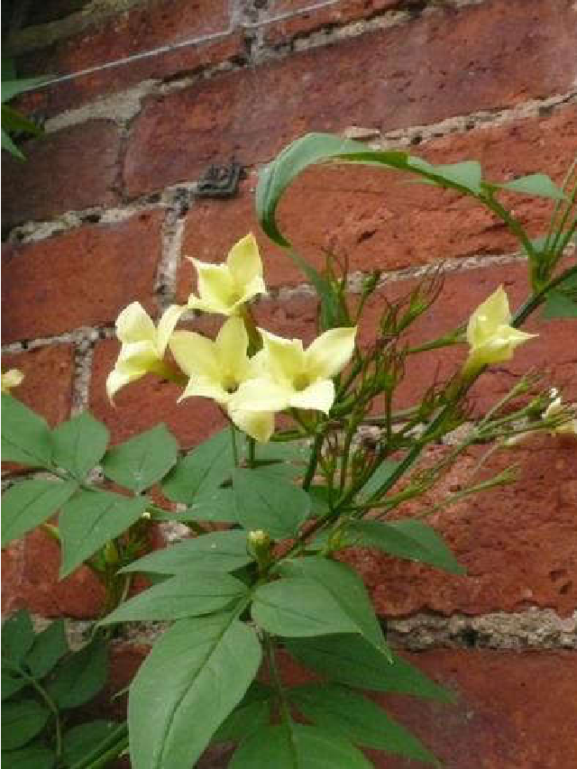 Design Sleuth: What to Grow on a Brick Wall - Gardenista Web Story ...