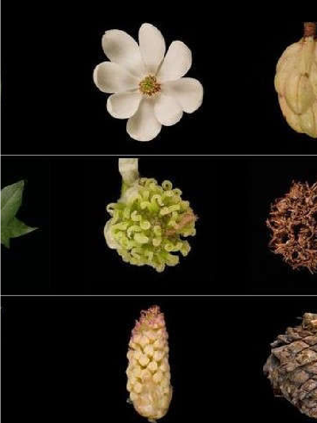 Garden Tech: 10 Essential Flower Apps to ID Plants and Leaves ...