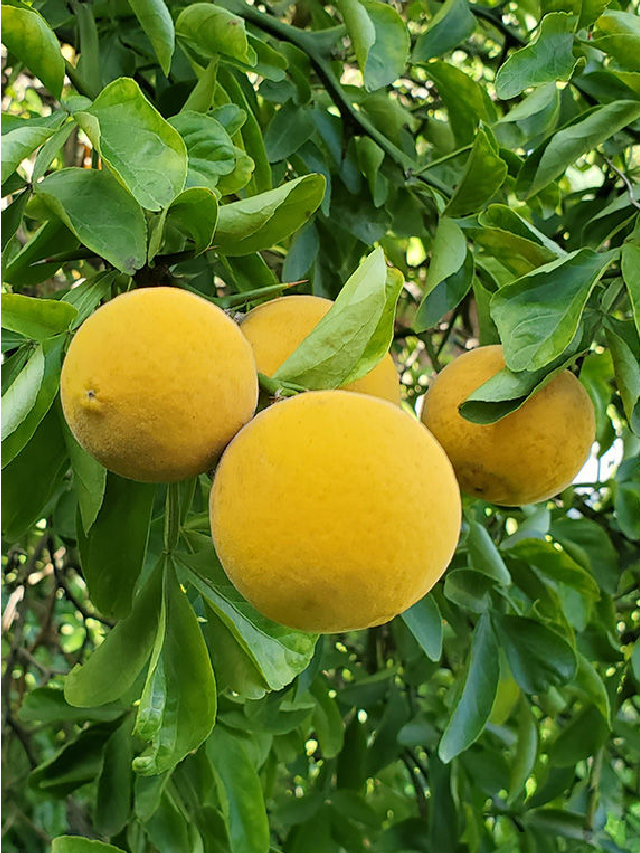 Hardy Orange: A Good Citrus to Grow in Cold Cimates Web Story - Gardenista