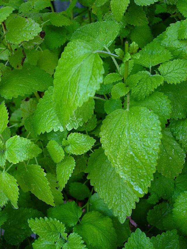 Lemon Balm: Weed or Wonder? - Gardenista Web Story - Gardenista