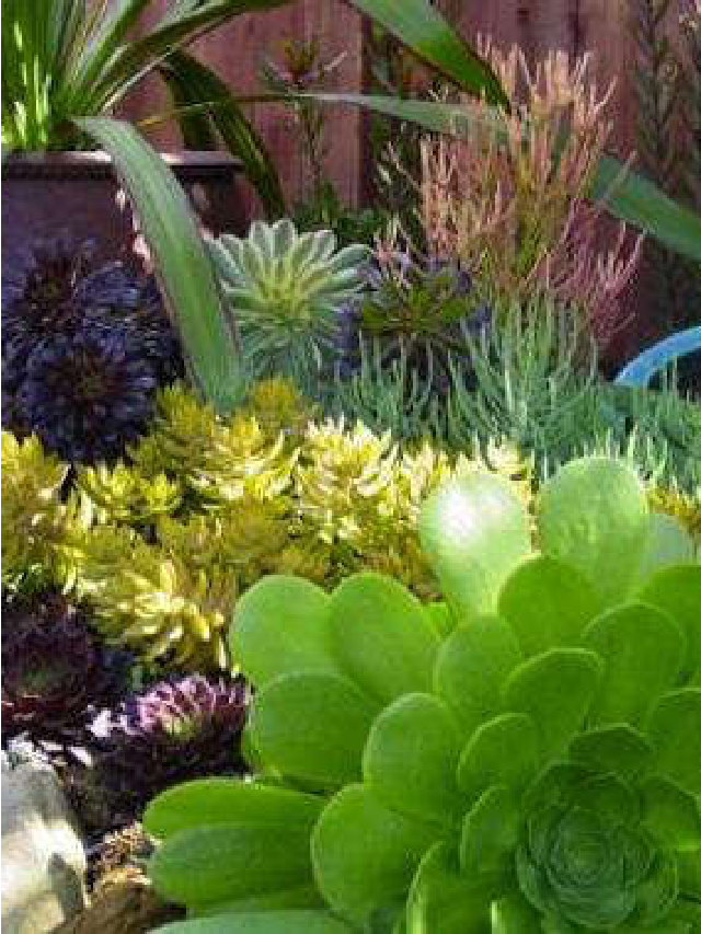 Terra Sol Garden Center - Gardenista Web Story - Gardenista