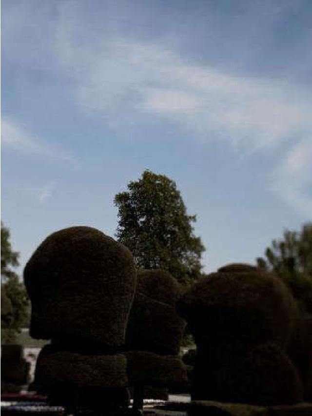 Topiary: Cloud Pruning as Arboreal Art - Gardenista Web Story - Gardenista