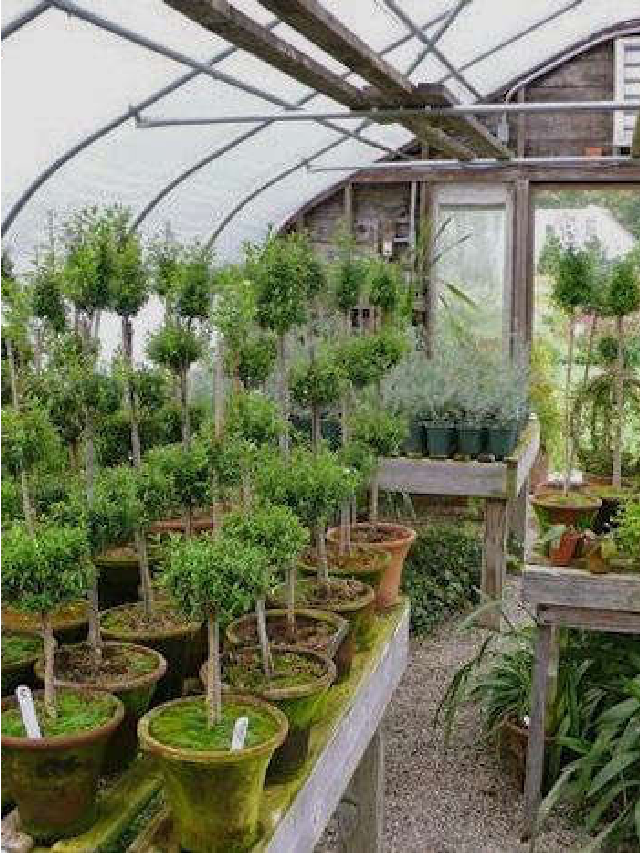 Topiary with a Softer Side - Gardenista Web Story - Gardenista