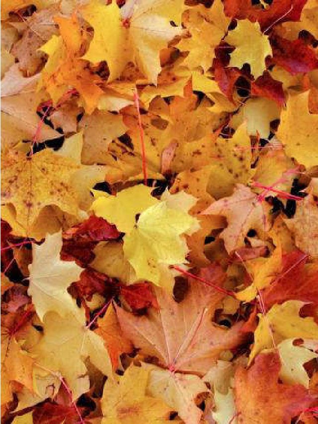 Transforming Leaves from Trash to Treasure - Gardenista Web Story ...