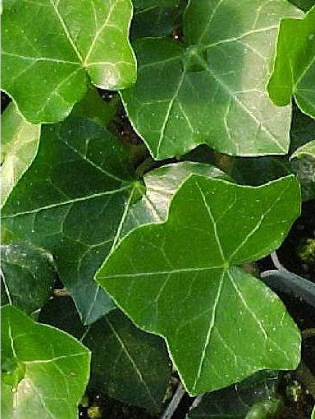 Vertical Garden Kit: The Ideal Ivy - Gardenista Web Story - Gardenista