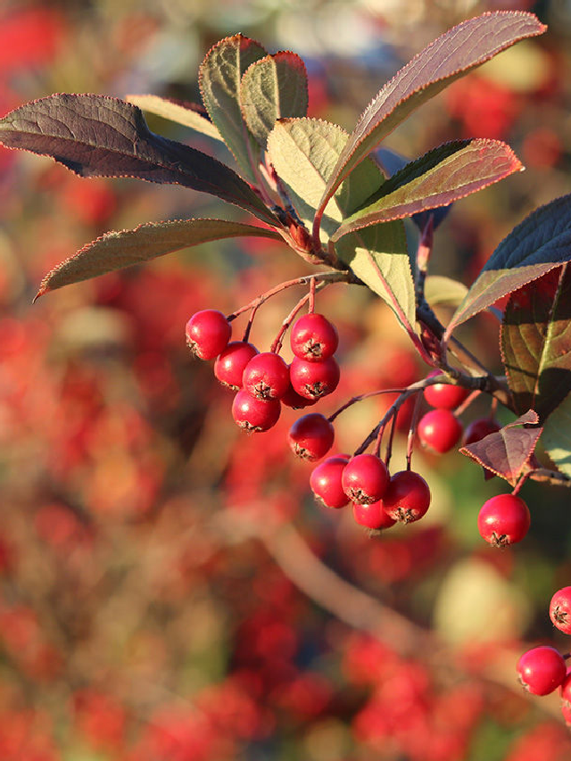 What's that berry: 10 Red Fruits of Autumn—Test Your Knowledge Web ...