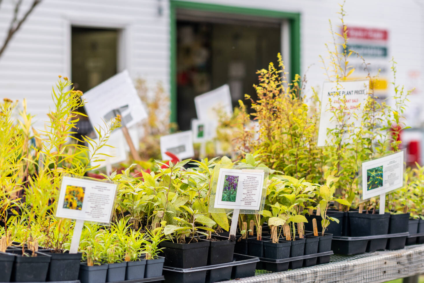 Hilltop Hanover Farm: Saving Local Native Seeds for a Resilient Future