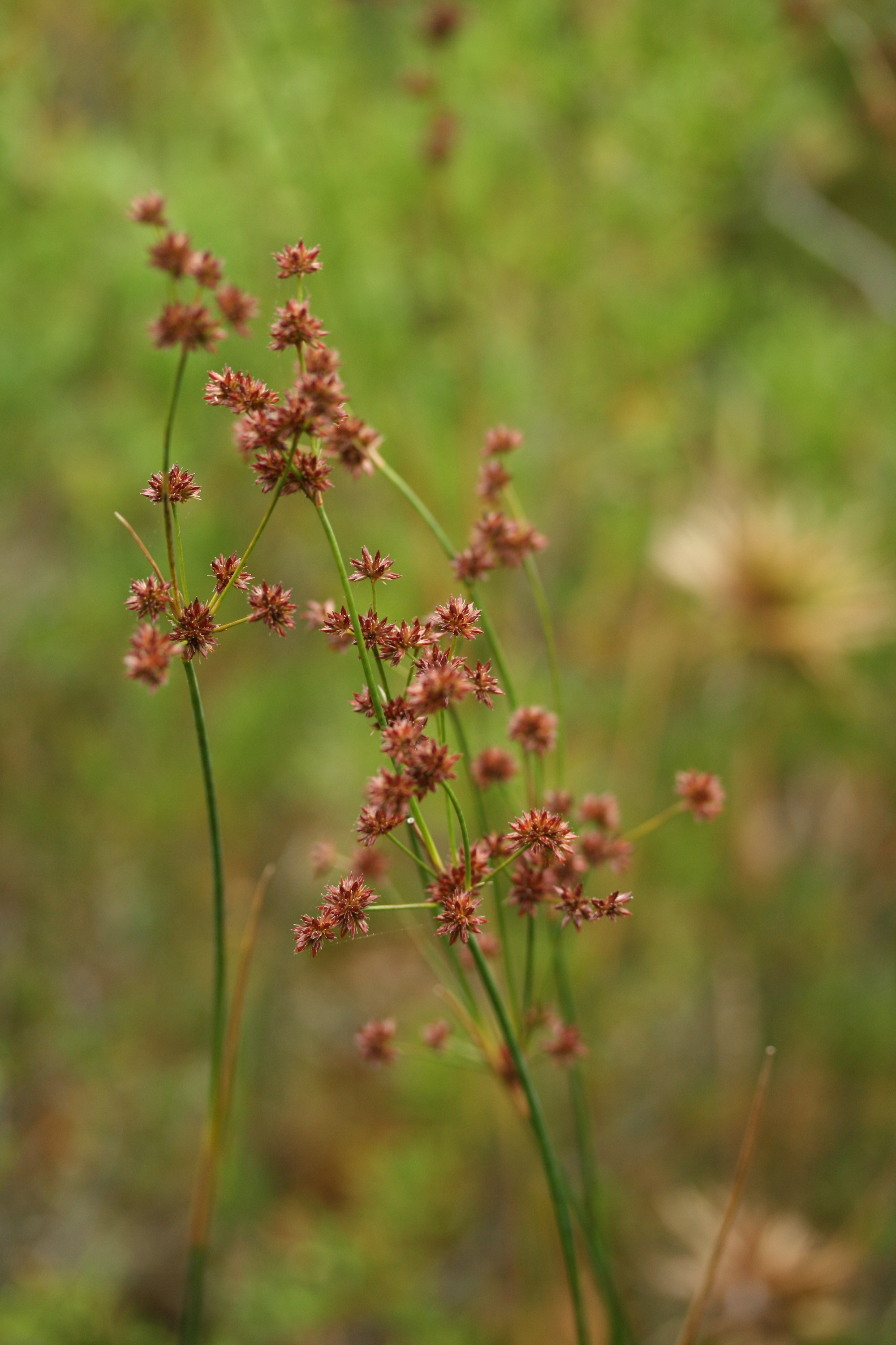 Hilltop Hanover Farm: Saving Local Native Seeds for a Resilient Future