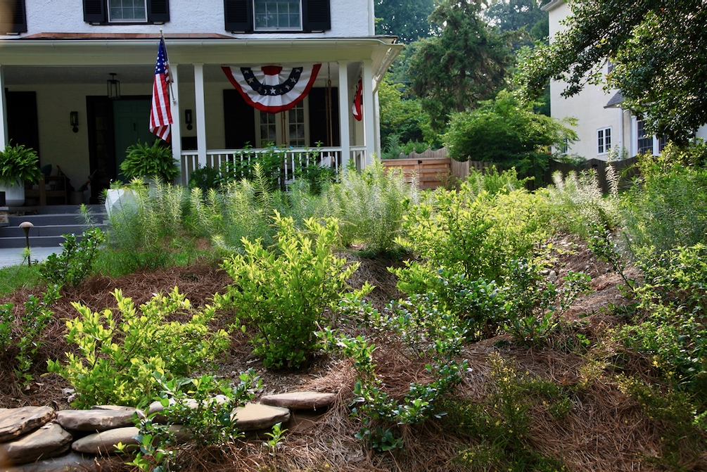Garden Design to Help Absorb Stormwater and Prevent Flooding – ReportWire