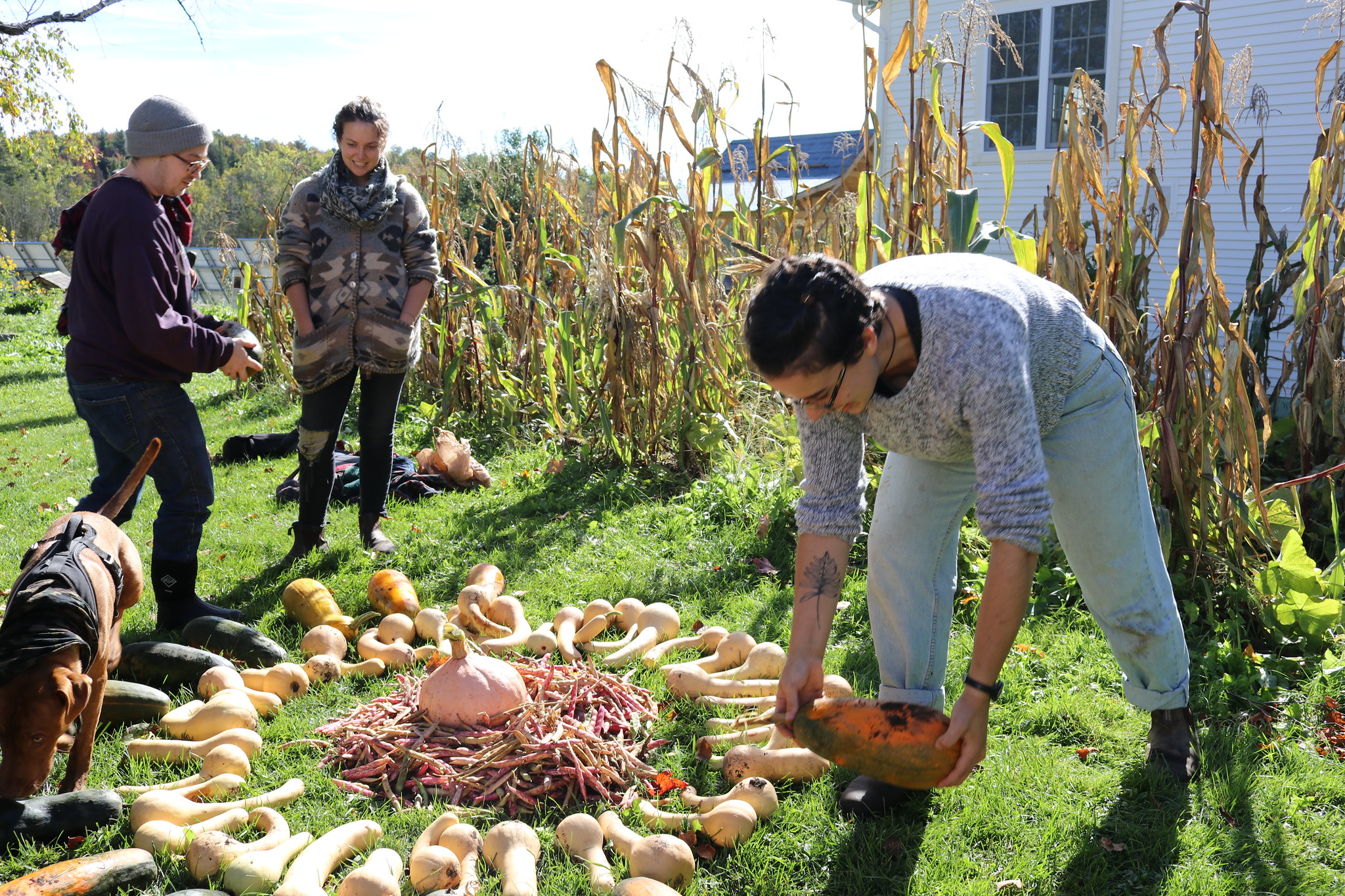 Idea 3 Sisters Planting Method How To Grow A Three Sisters Garden