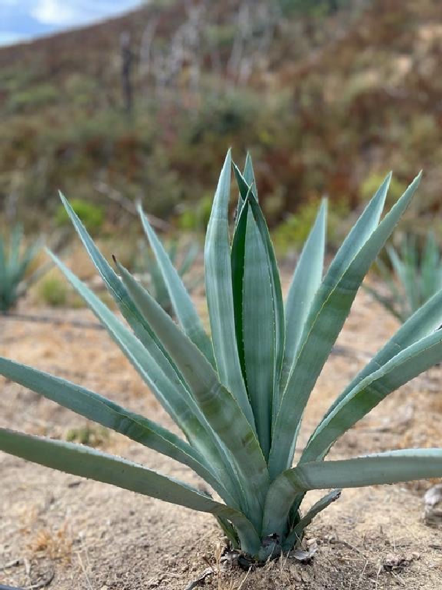 Agave Tequilana: How to Grow Blue Weber Agave Web Story - Gardenista