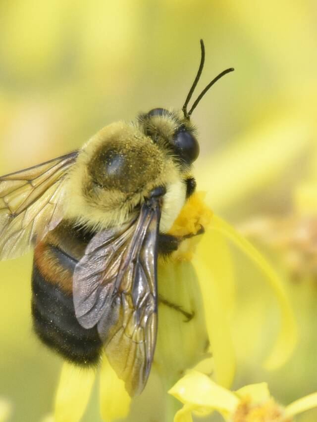 Native Bees: How to Help the At-Risk Pollinators Web Story - Gardenista