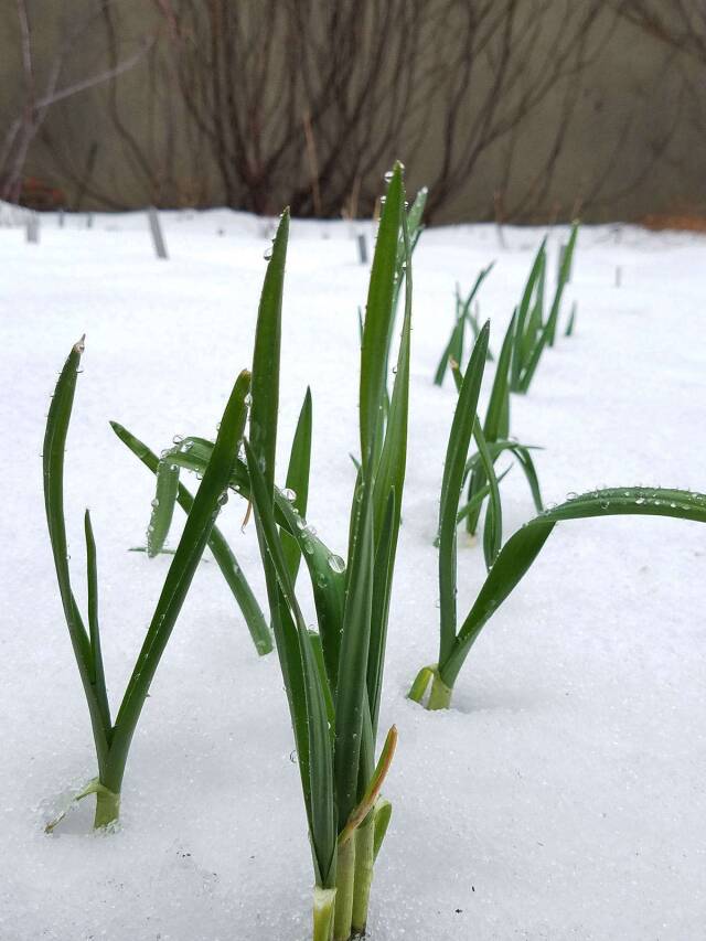 Winter Planting: What to Plant in Your Garden in December Web Story ...