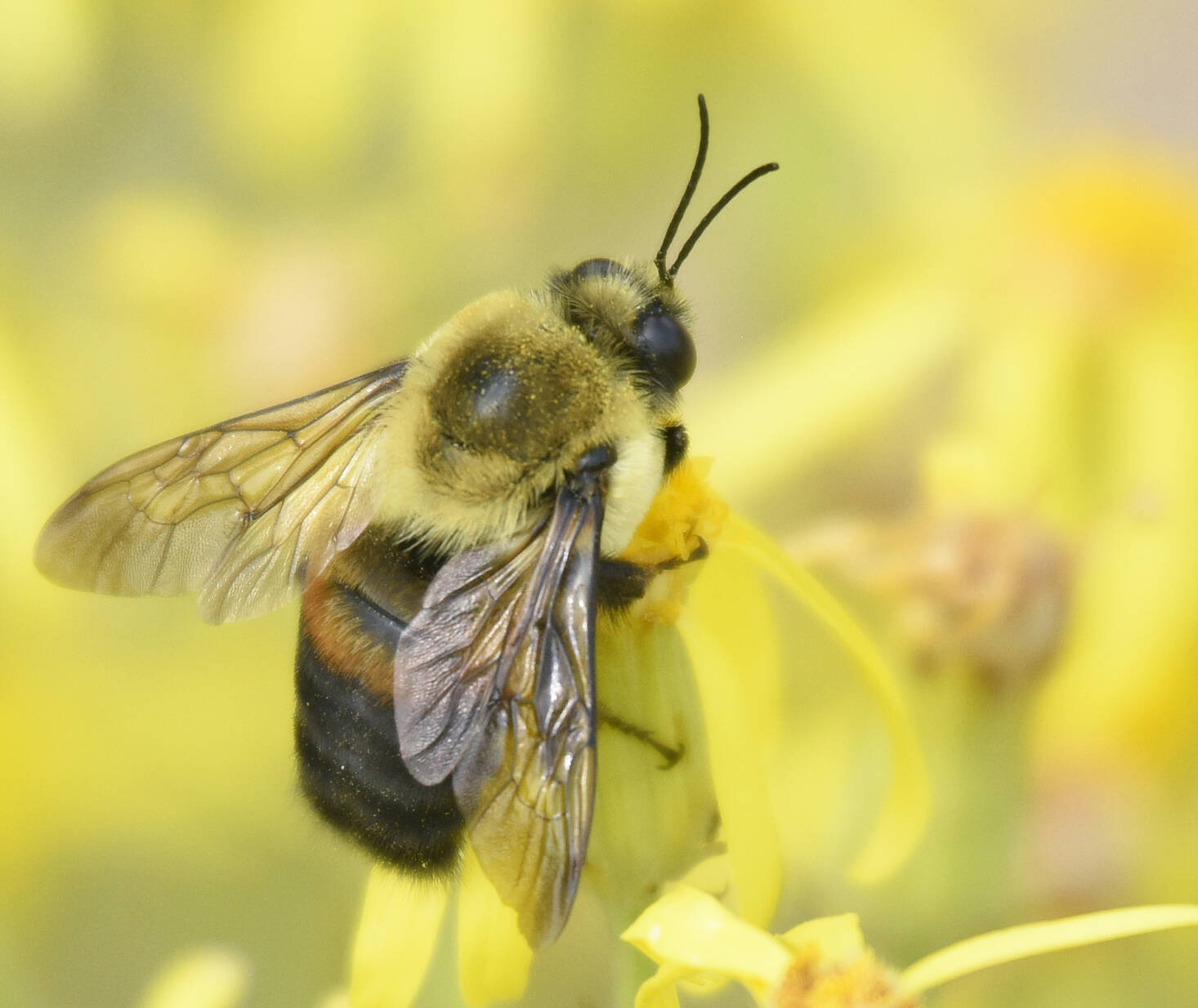 Native Bees: How to Help the At-Risk Pollinators