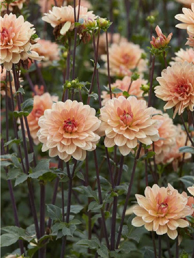 Favorite Peach Fuzz Colored Plants to Add to the Garden Web Story ...