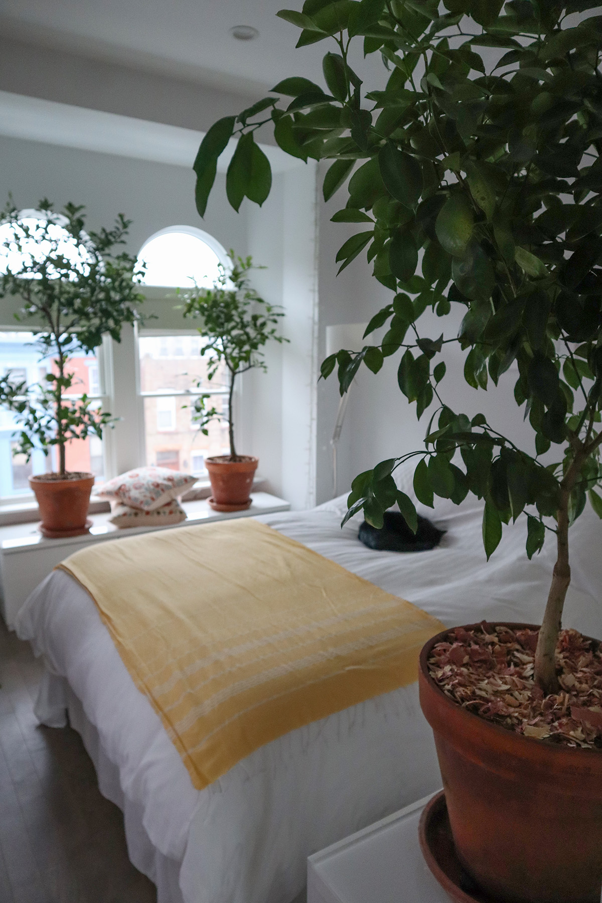 Calamansi: Everything You Need to Know About Calamondin Citrus Fruit