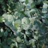Silver Dollar Tree: Everything You Need to Know About Eucalyptus Cinerea
