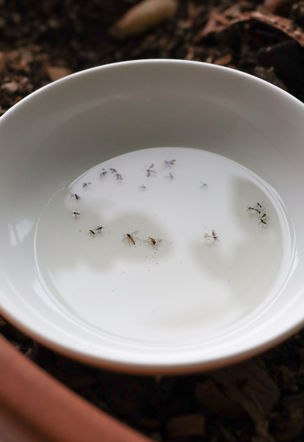 Fungus Gnats: How to Get Rid of Them Organically