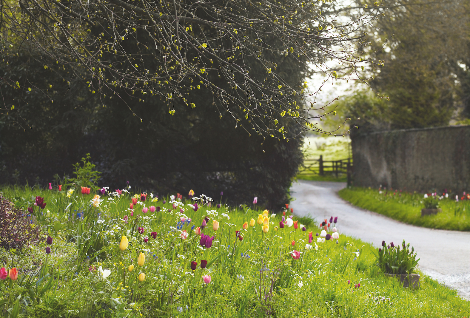 Perennial Tulips: Polly Nicholson on How to Grow Native Species