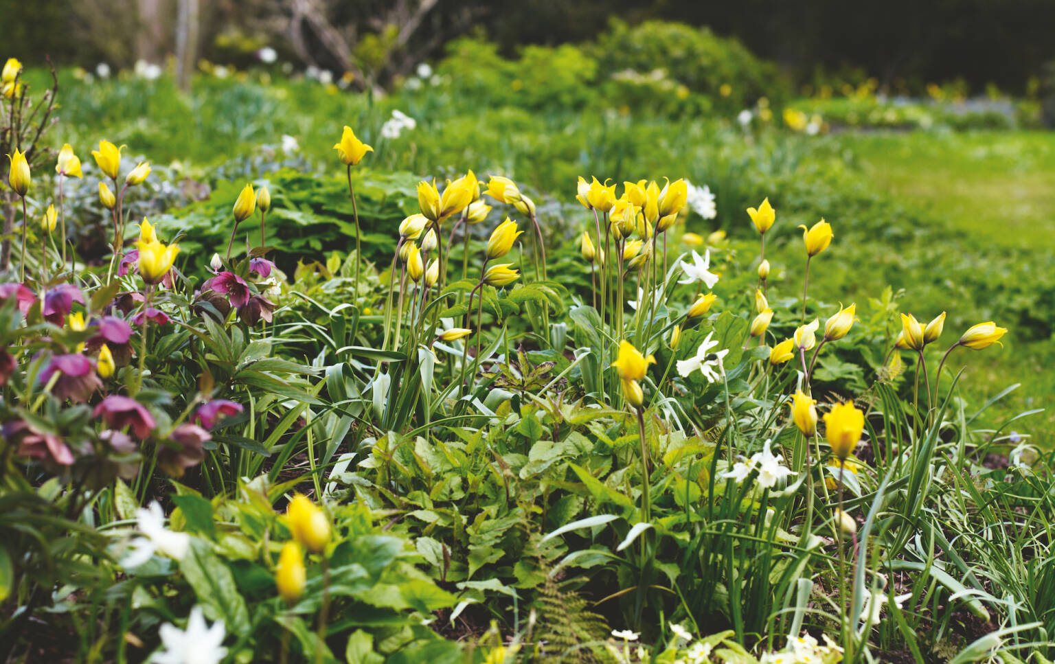 Perennial Tulips: Polly Nicholson on How to Grow Native Species