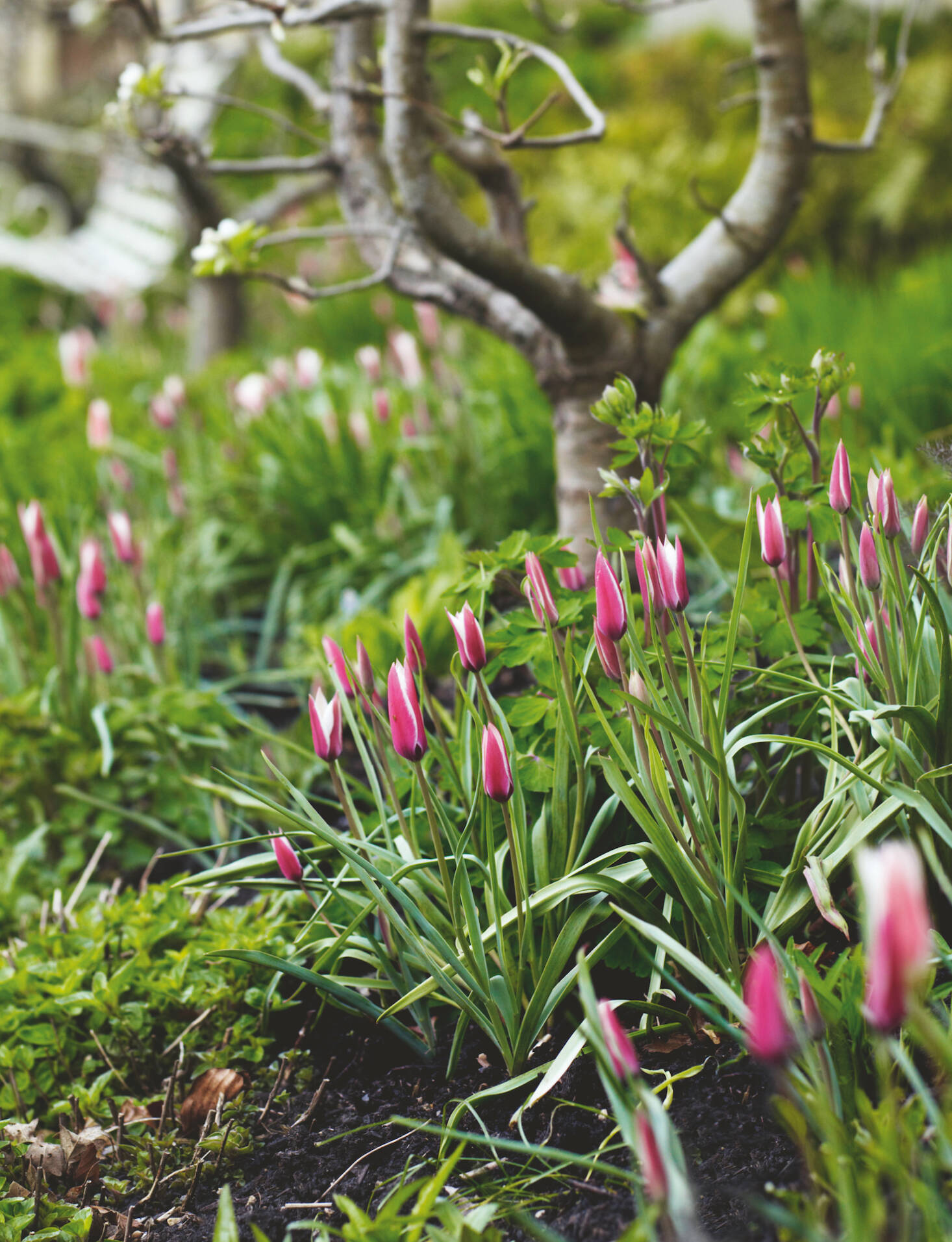 Perennial Tulips: Polly Nicholson on How to Grow Native Species