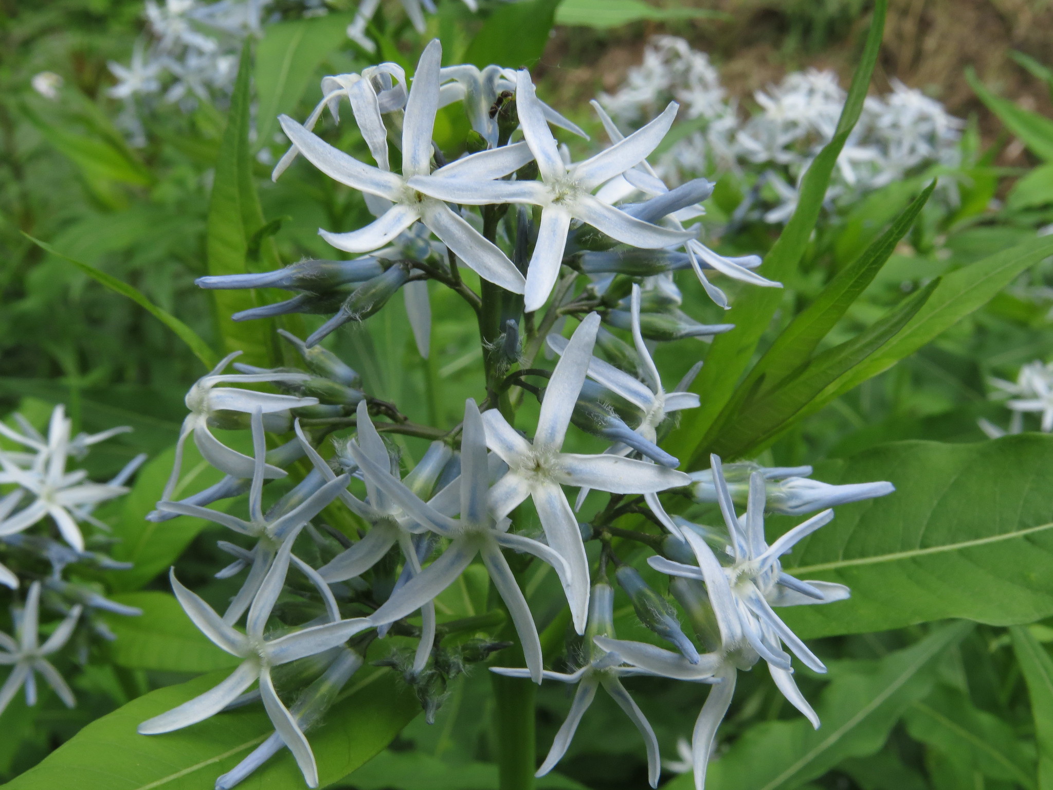 Amsonia: A Growing Guide for Bluestar, A Native Perennial