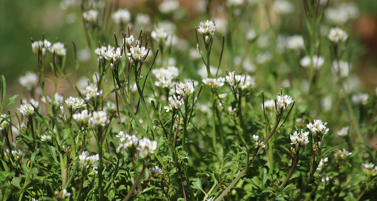 Edible Weeds Are Vegetables in Disguise: Here are 24 Spring Weeds to Eat