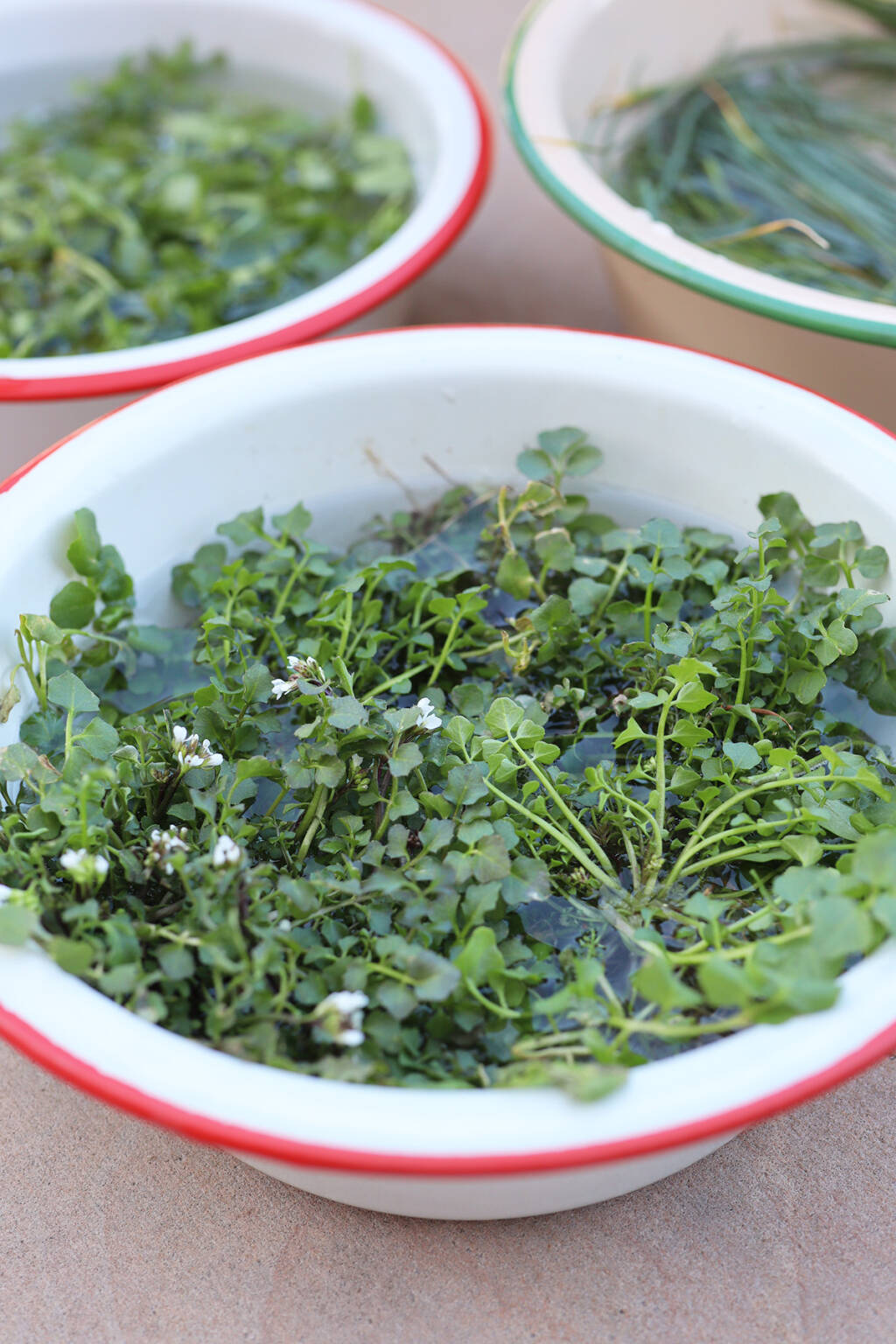 Edible Weeds Are Vegetables in Disguise: Here are 24 Spring Weeds to Eat