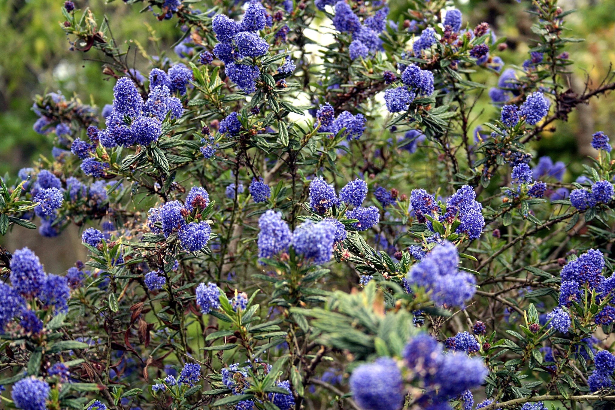 Ceanothus: A Guide to Growing California Lilacs