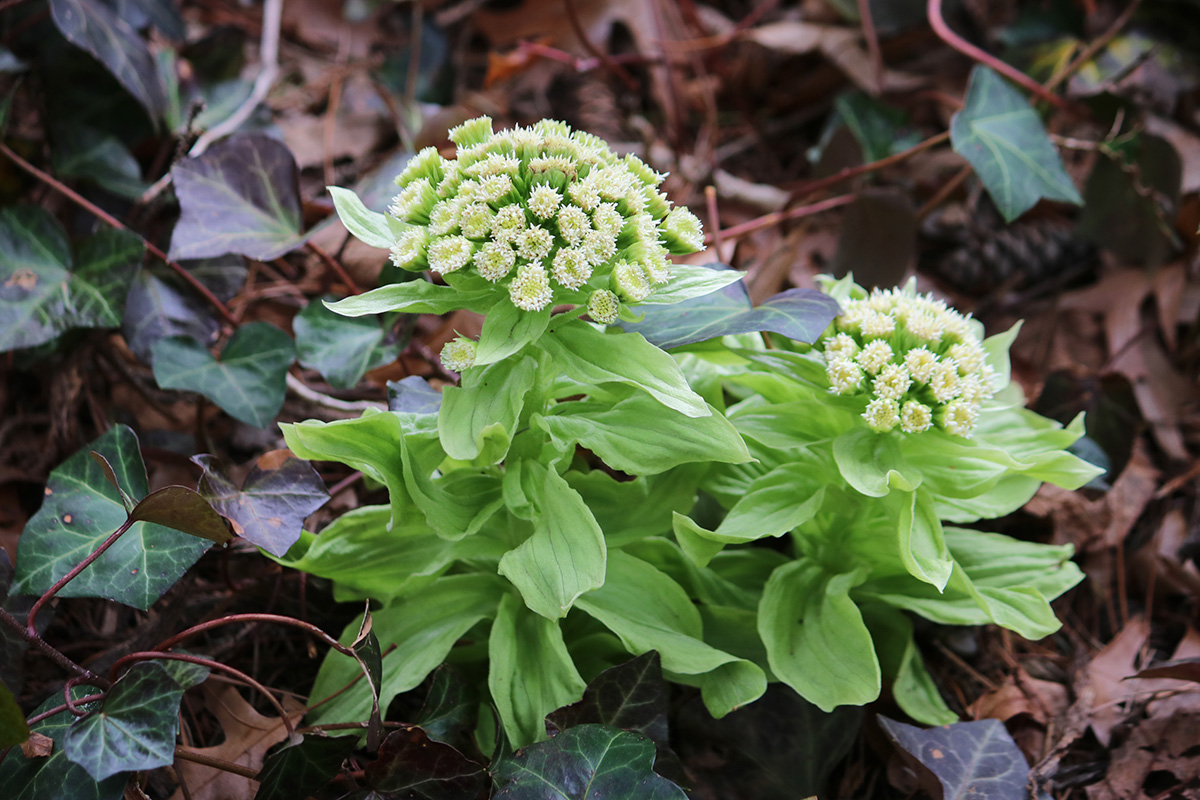 Edible Weeds Are Vegetables in Disguise: Here are 24 Spring Weeds to Eat
