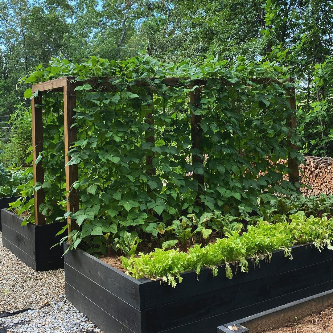 Pine Tar: A Sustainable, Natural Wood Preservative and Stain