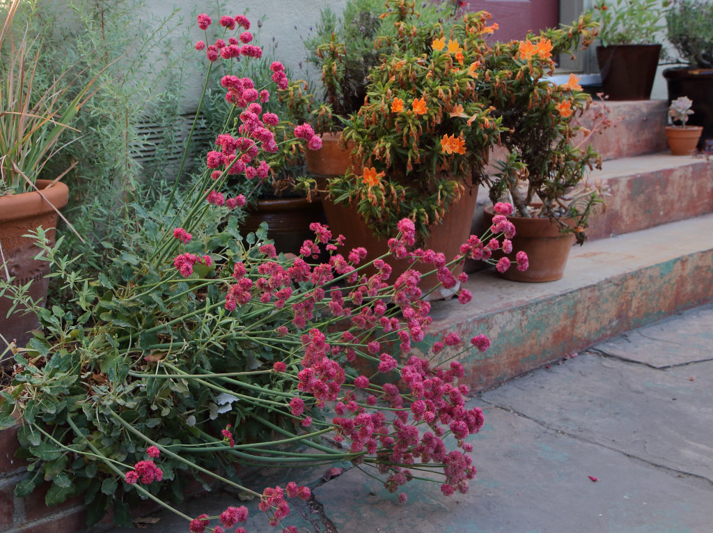 Buckwheat: All About Growing Eriogonum, a Native California Plant