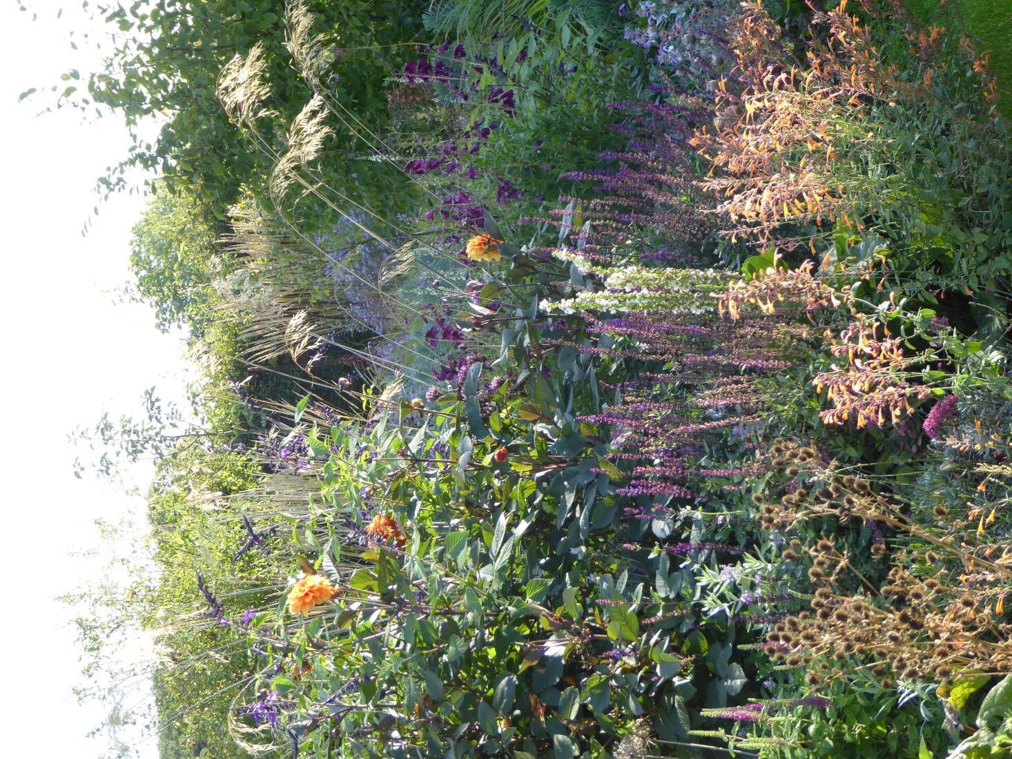 A Garden from Scratch: How to Choose the Plants and Put Them Together