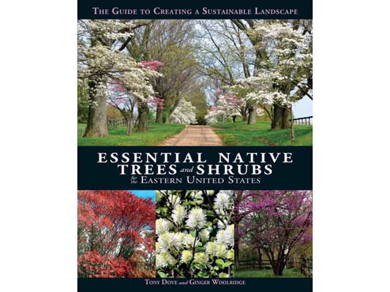 Essential Native Trees and Shrubs for the Eastern United States