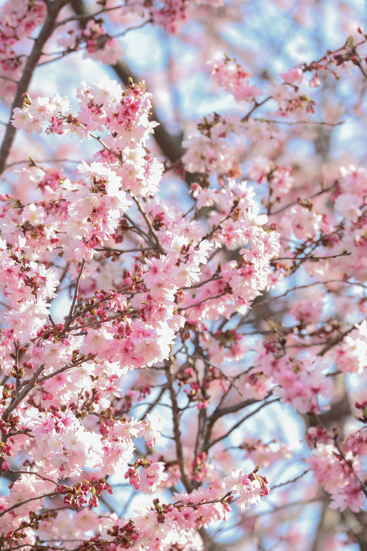 Cherry Blossoms Are Edible: Easy Spring Recipes Using the Flower