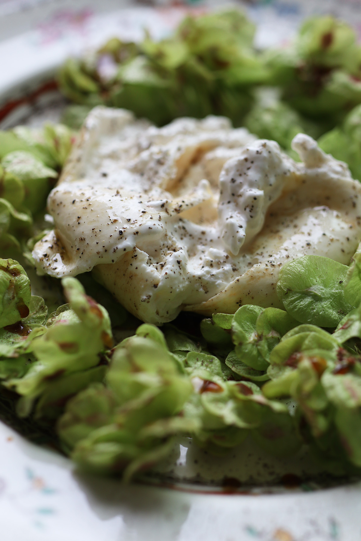 Elm Samara: Recipes Using the Tree's Edible, Winged Seeds