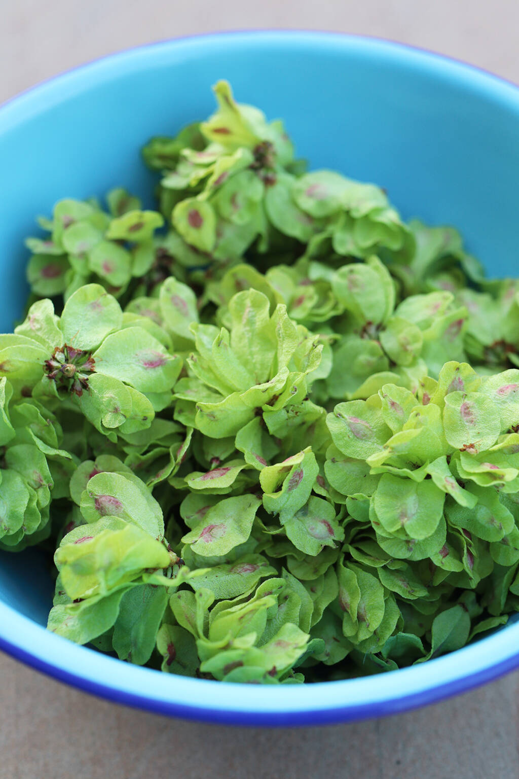 Elm Samara: Recipes Using the Tree's Edible, Winged Seeds