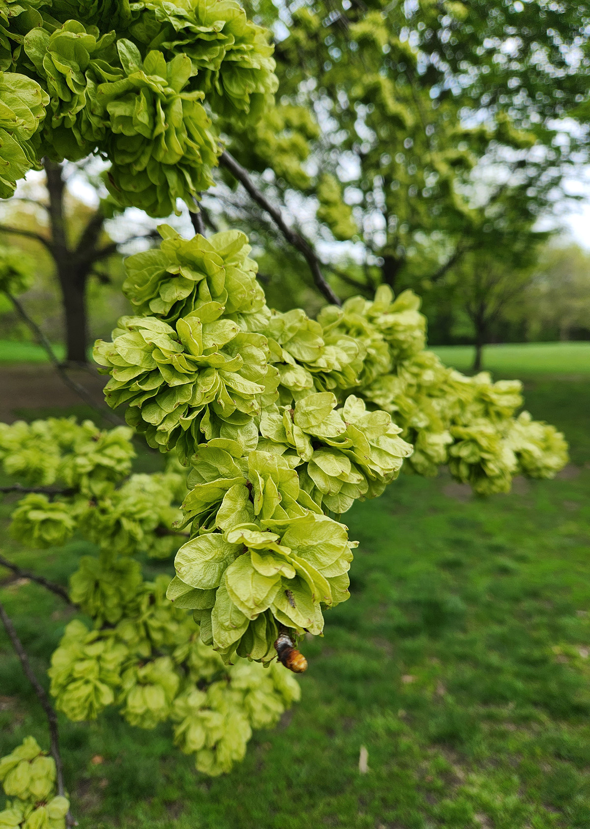 Elm Samara: Recipes Using the Tree's Edible, Winged Seeds