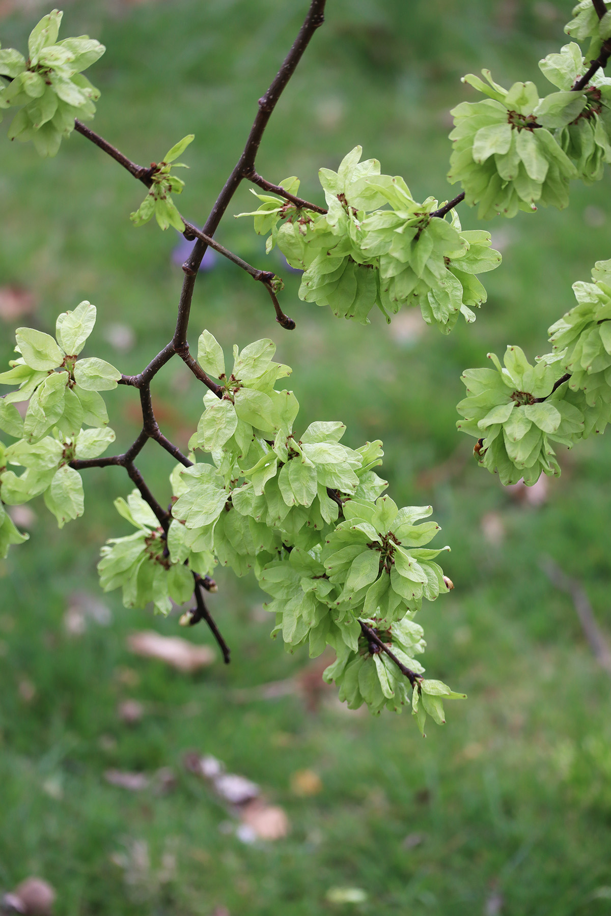 Elm Samara: Recipes Using the Tree's Edible, Winged Seeds