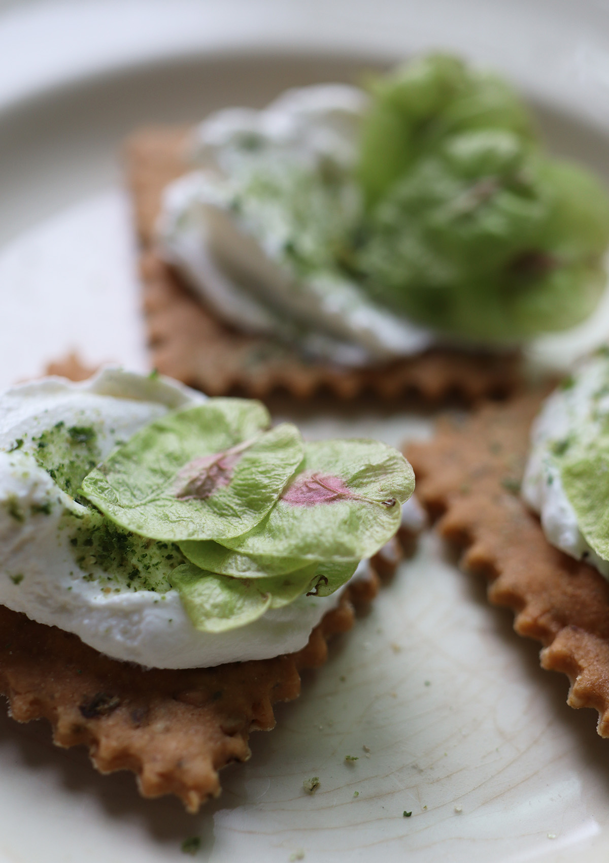 Elm Samara: Recipes Using the Tree's Edible, Winged Seeds