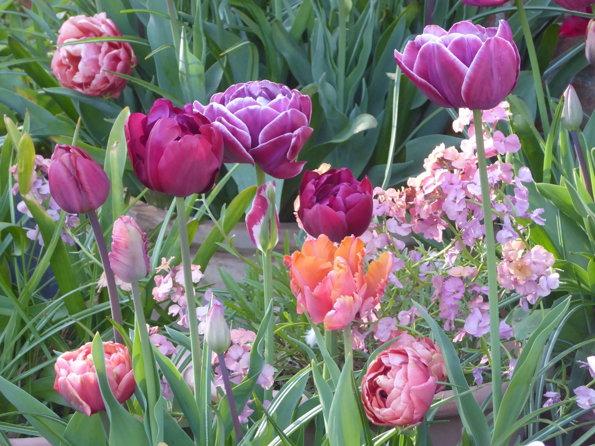 Tulip Fire, Climate Change, and Vermin: Tulips Face a New World