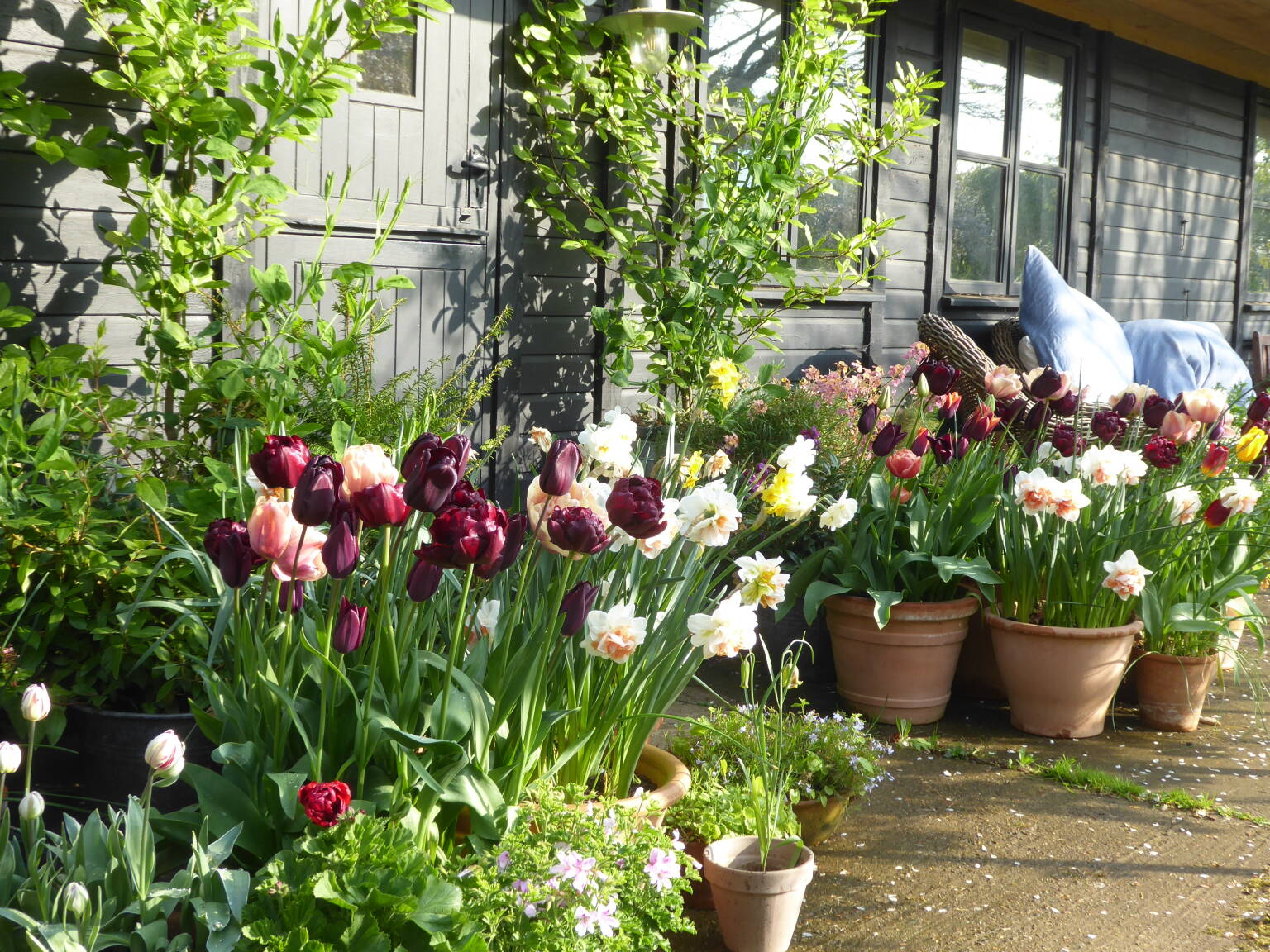 Tulip Fire, Climate Change, and Vermin: Tulips Face a New World