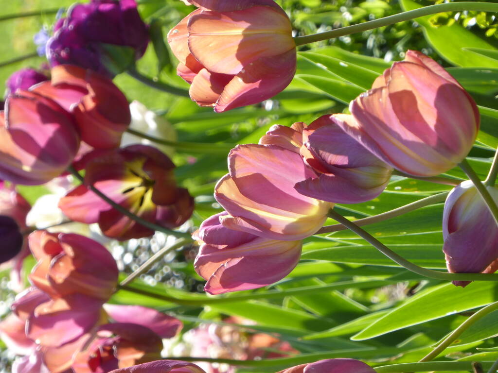 Tulip Fire, Climate Change, and Vermin: Tulips Face a New World