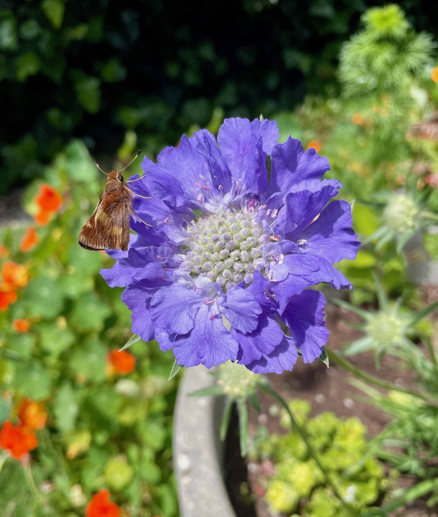 Best Blue Flowers to Grow in the Garden: My Favorite Blue Perennials ...