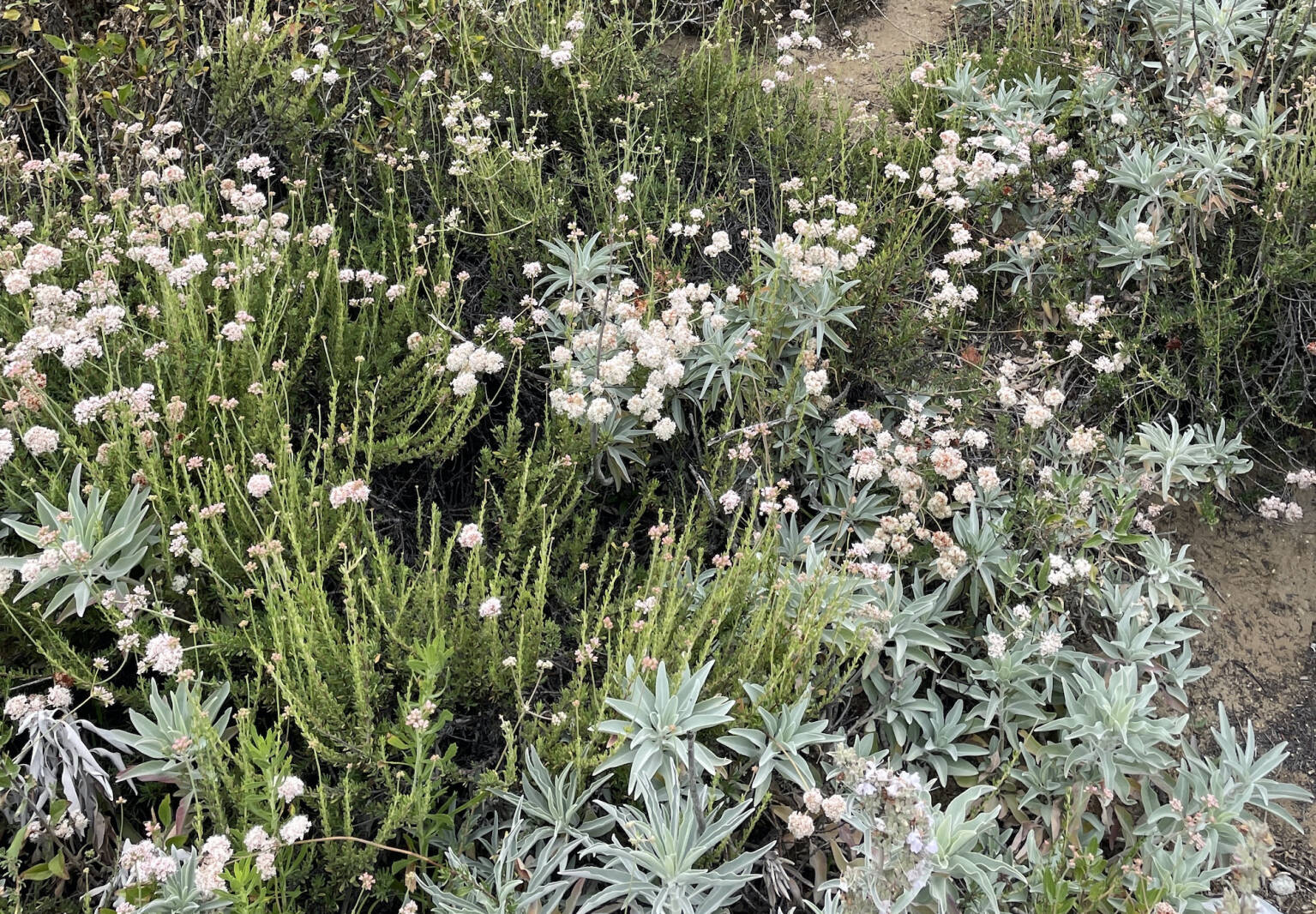 Favorite Native Plant Combinations: Experts Share the Best Plant Pairings